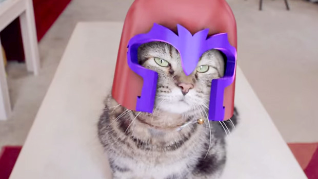 X-Men: Magneto Cat - Petsblog