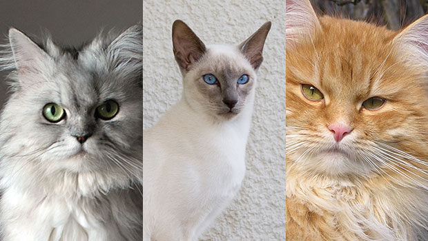 La forma della testa del gatto ne rivela il carattere? - Petsblog