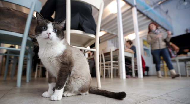 Tre caffè per gatti che hanno fatto la storia - Petsblog