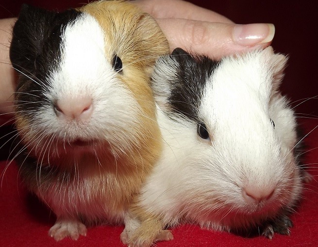Conoscere la cavia: è un animale abitudinario? - Petsblog