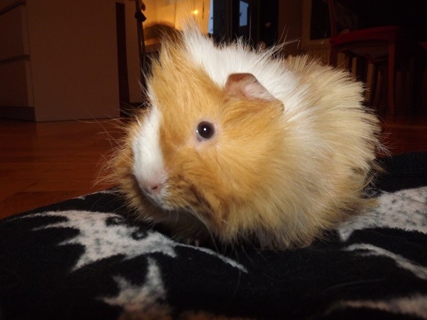 Cavia : quando è felice quando è stressata - Petsblog