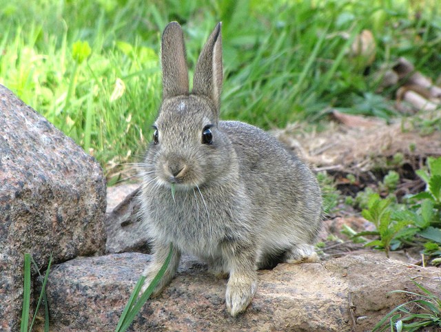 Come portare a visita il coniglio dal veterinario - Petsblog