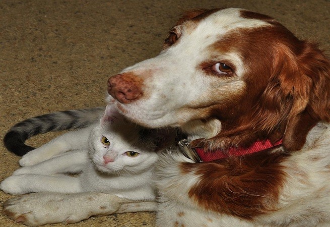 Uveite anteriore nel cane e nel gatto: cause, sintomi e terapie - Petsblog