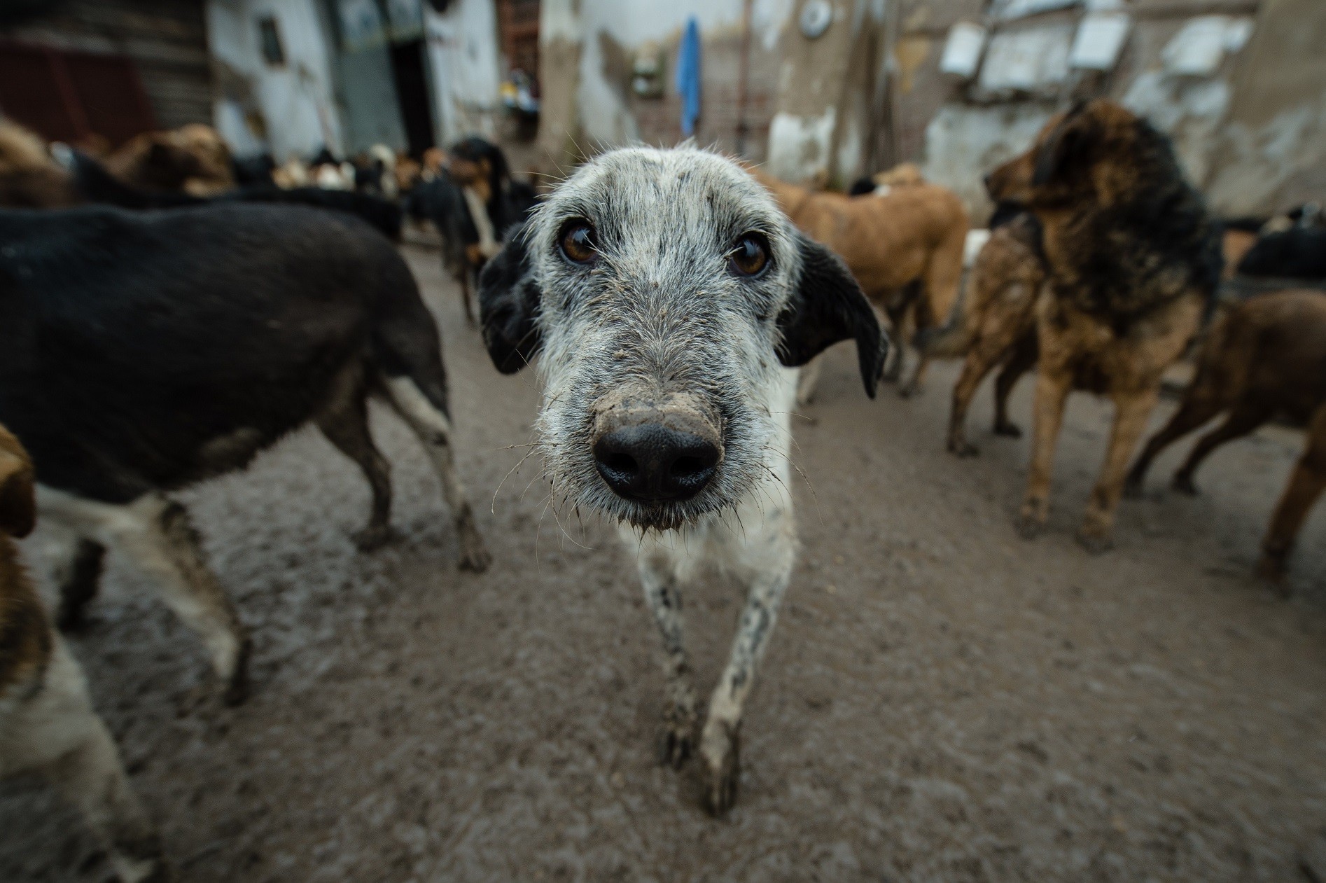 Dacci una zampa Onlus, il progetto per i cani randagi di Reggio ...