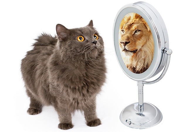 I gatti hanno la stessa personalità dei leoni, i risultati di uno ...