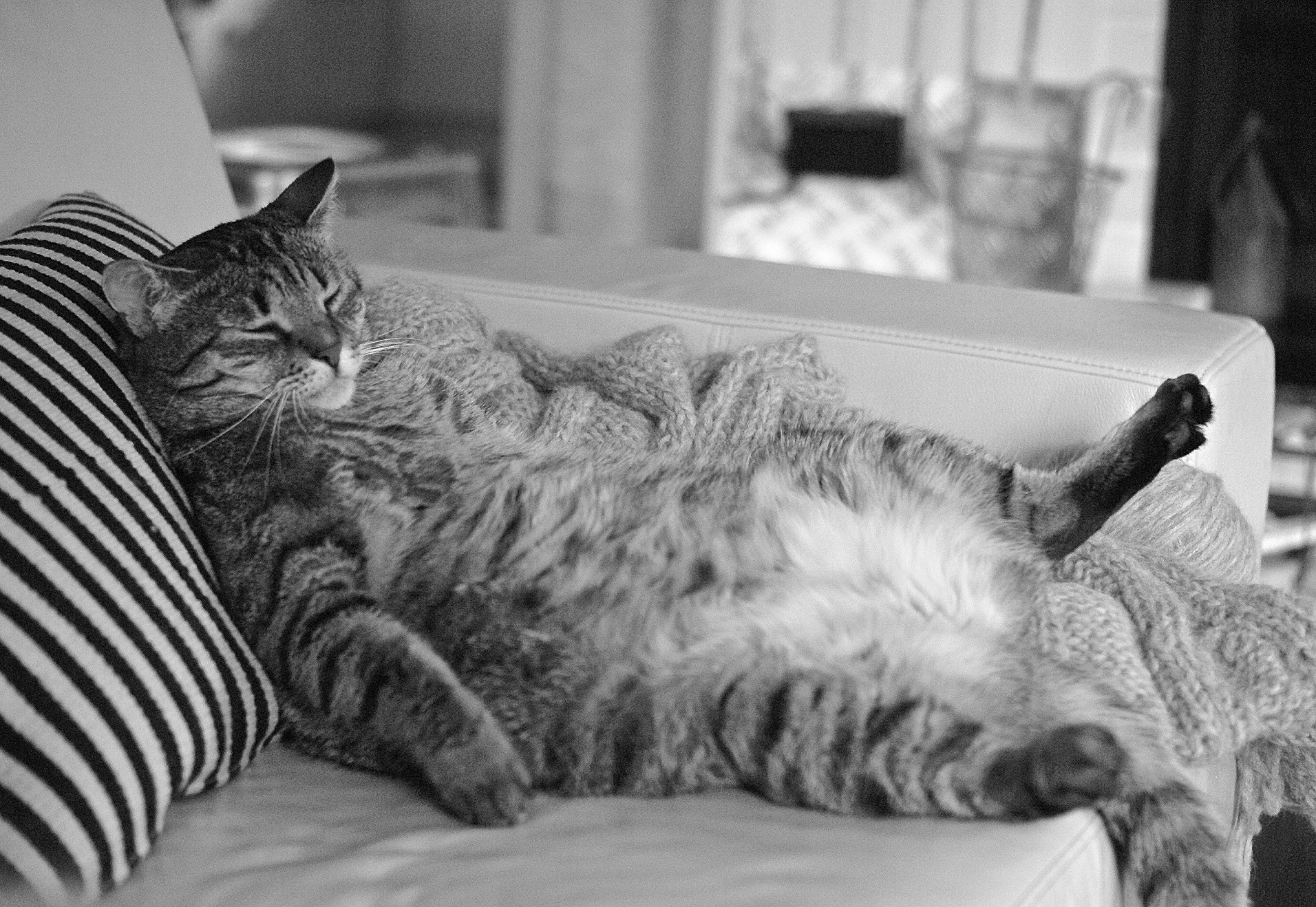 Gatto obeso, come farlo dimagrire? - Petsblog