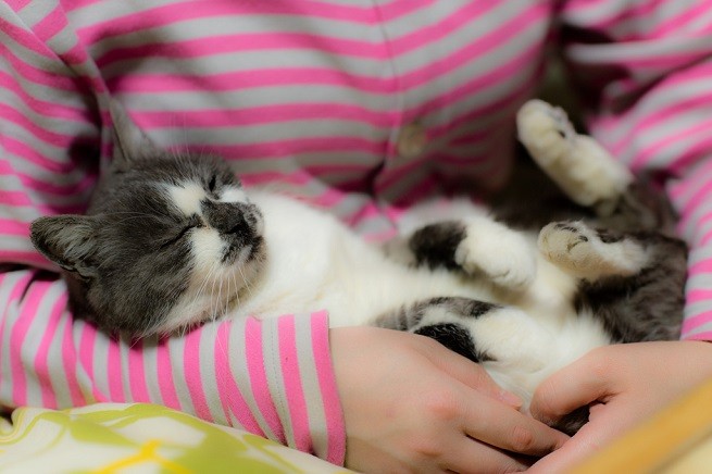 La personalità di chi ama i gatti spiegata in un video - Petsblog