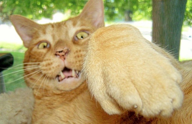 Pododermatite linfoplasmacellulare nel gatto: cause, sintomi e terapia ...