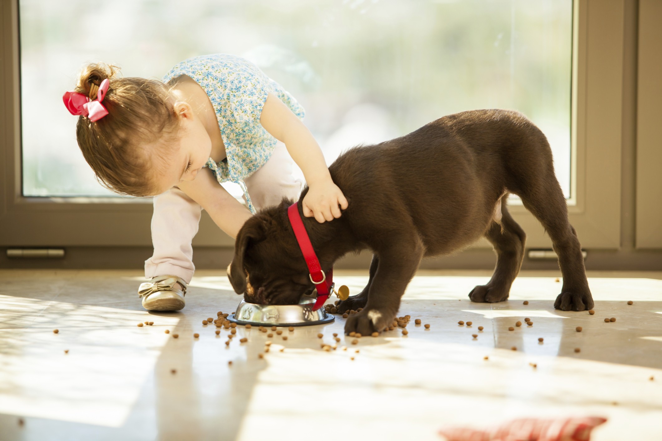 Il video dei bambini che danno fastidio a cani e gatti - Petsblog