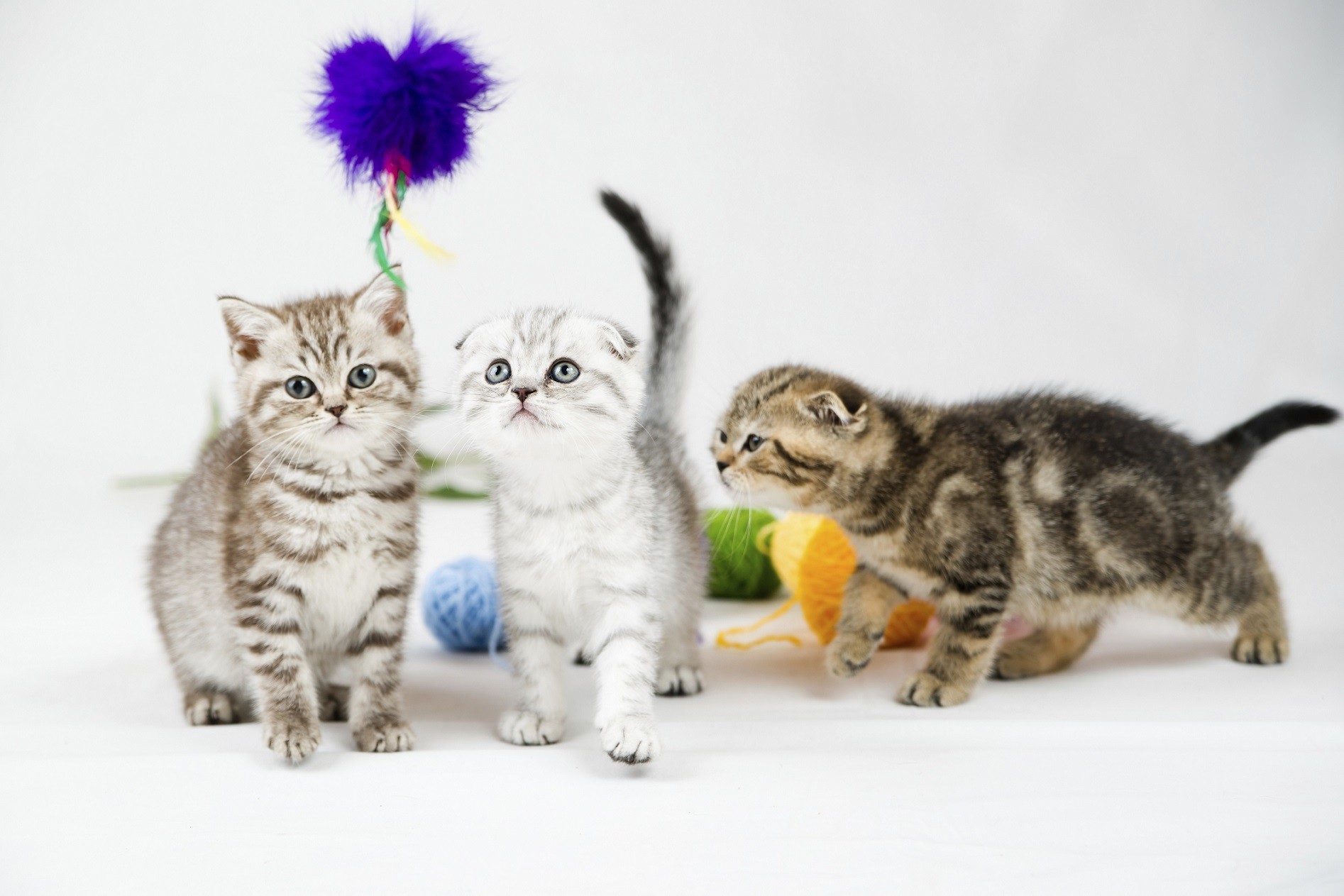 come-rendere-felice-il-gatto-anche-quando-non-siamo-a-casa-petsblog