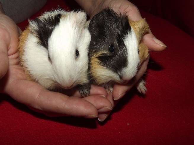 Il carattere delle cavie: vantaggi e svantaggi di un animale timido ...
