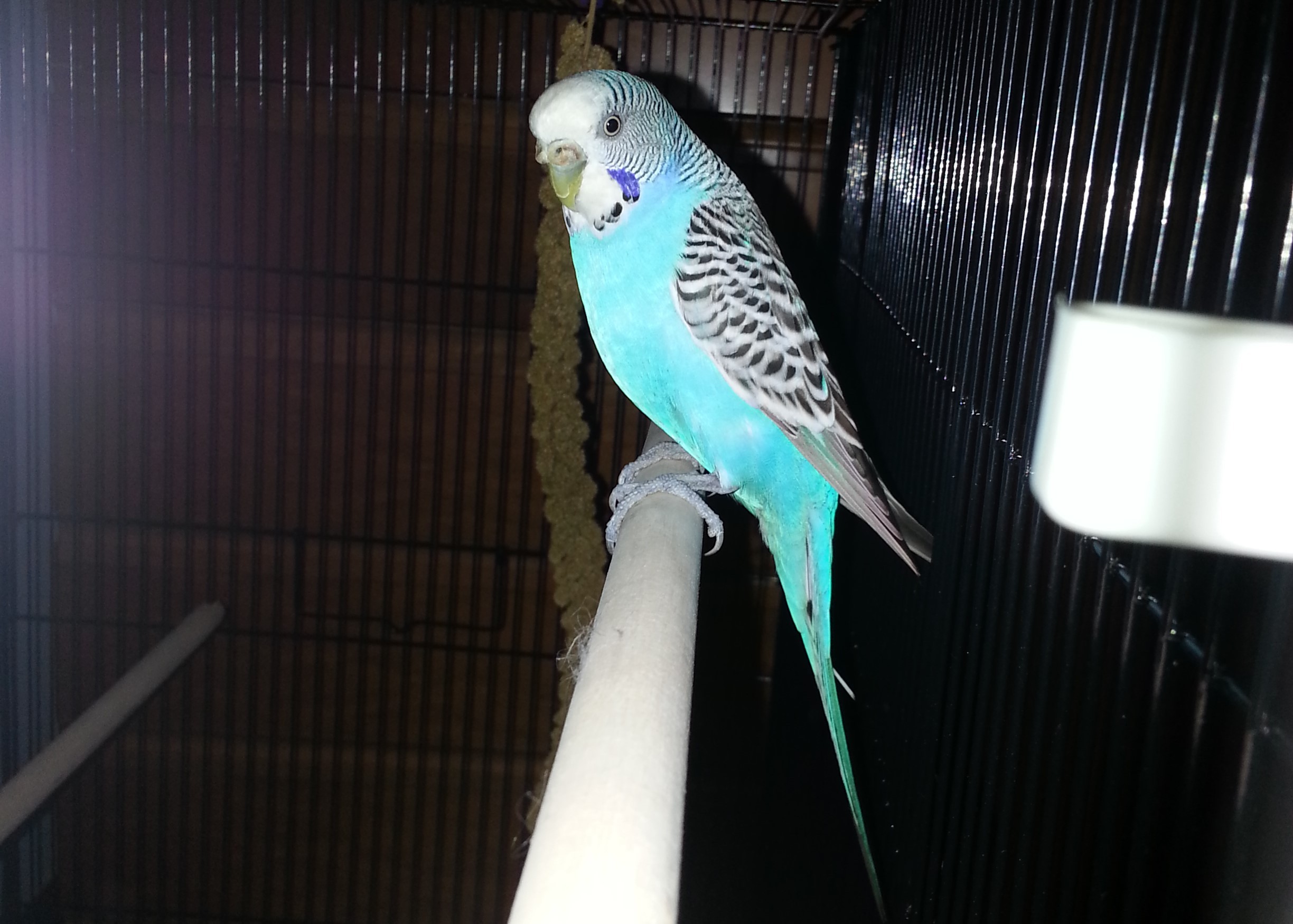 L'ABC della gestione delle cocorite - Petsblog