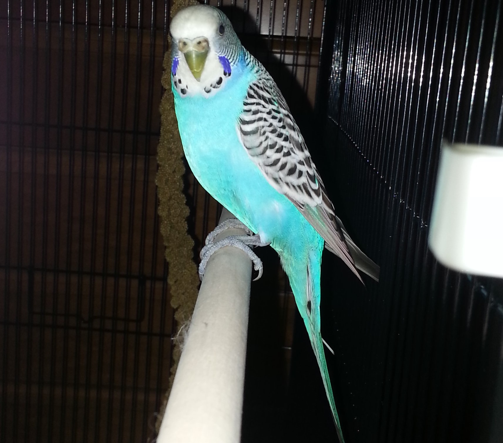 Cocorite: possono vivere in una voliera in legno? - Petsblog