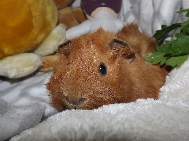 Perchè prendere una cavia come animale da compagnia? - Petsblog