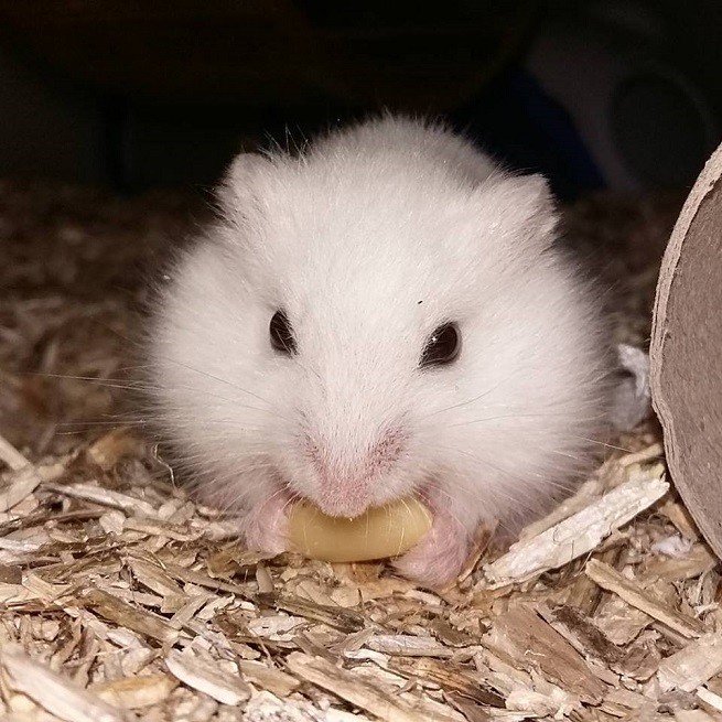 Quanto spesso mangia un criceto? - Petsblog