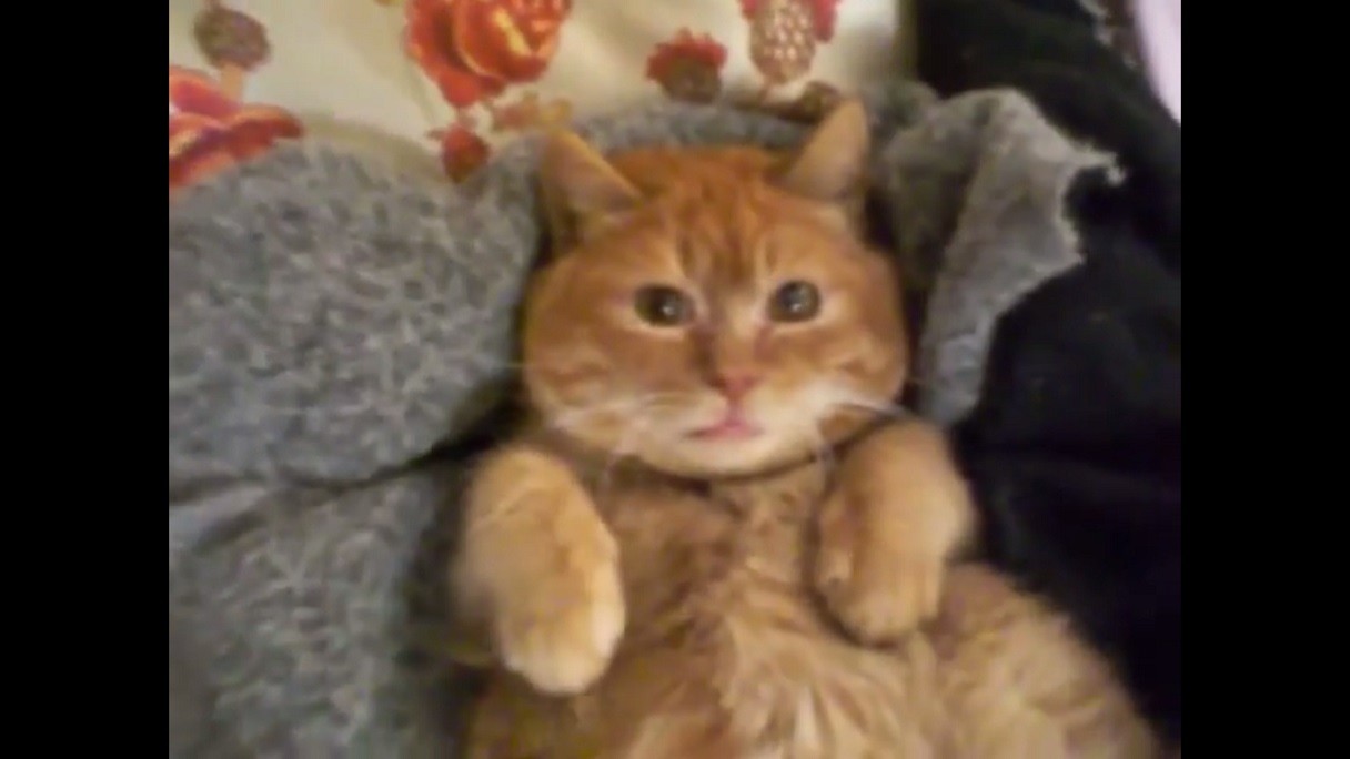 Per questo simpatico gatto è tempo di relax - Petsblog