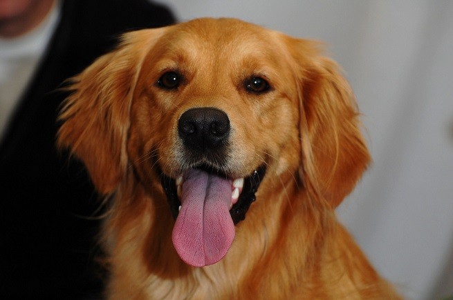 Calore del cane femmina: sintomi - Petsblog