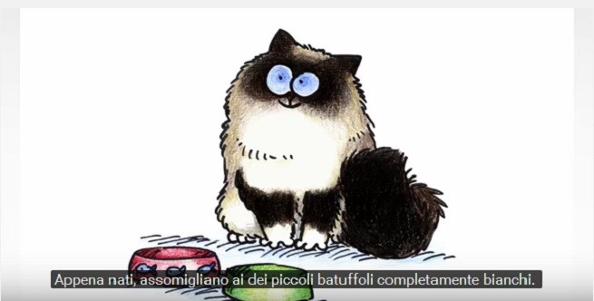 Simon's Cat Logic: il video Things You Didn't Know About Ragdolls ...