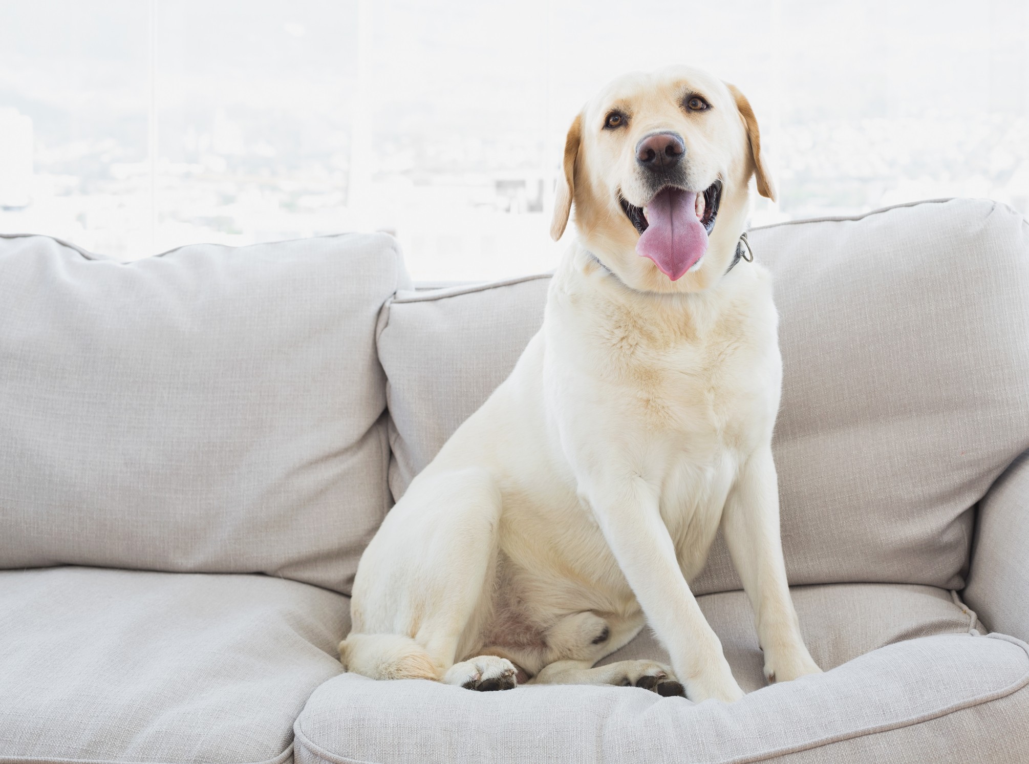 Come insegnare al vostro cane a stare seduto - Petsblog