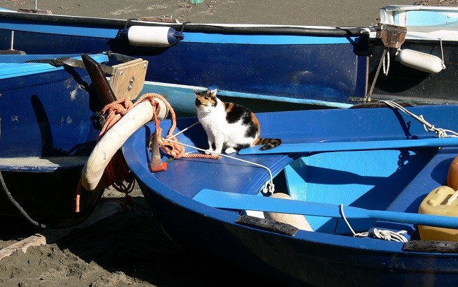 I gatti hanno conquistato il mondo viaggiando in nave - Petsblog