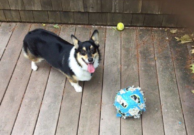 Molly, la Corgi di Stephen King è soprannominata la Cosa del Male ...