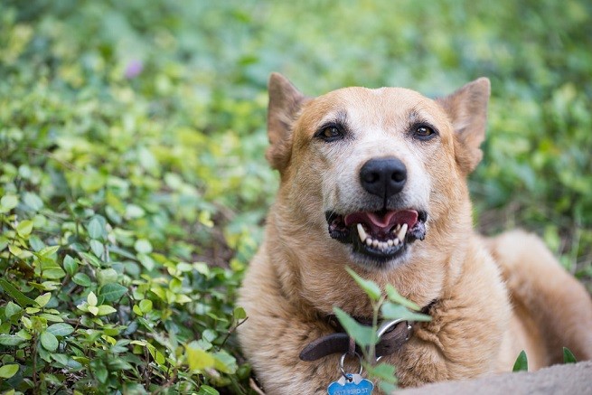 Cane che morde al viso e comportamento umano - Petsblog