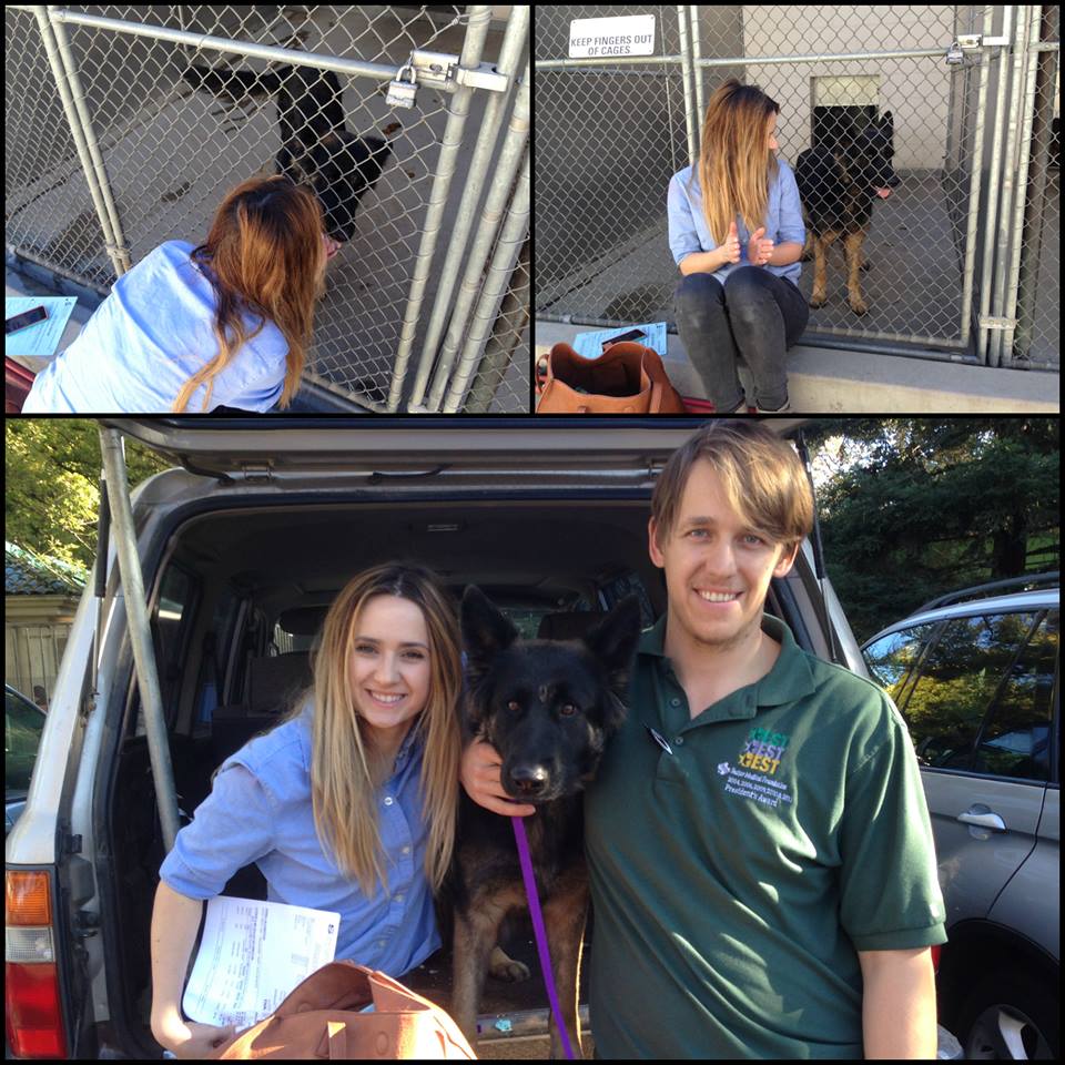 Cane scomparso un anno fa ritrovato grazie a un video - Petsblog