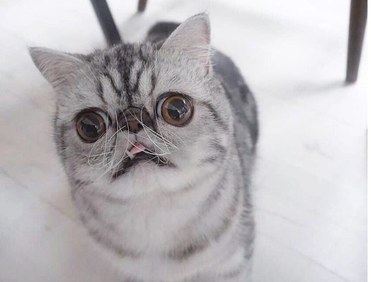 Ecco Herman, il gattino pauroso che ha conquistato il web - Petsblog