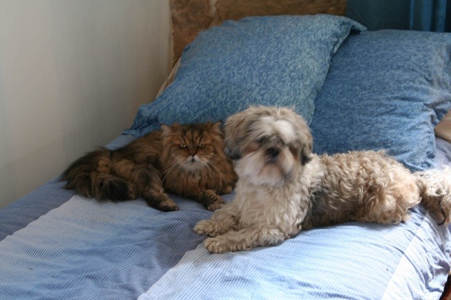 Ipercloremia nel cane e gatto: cause e cosa fare - Petsblog