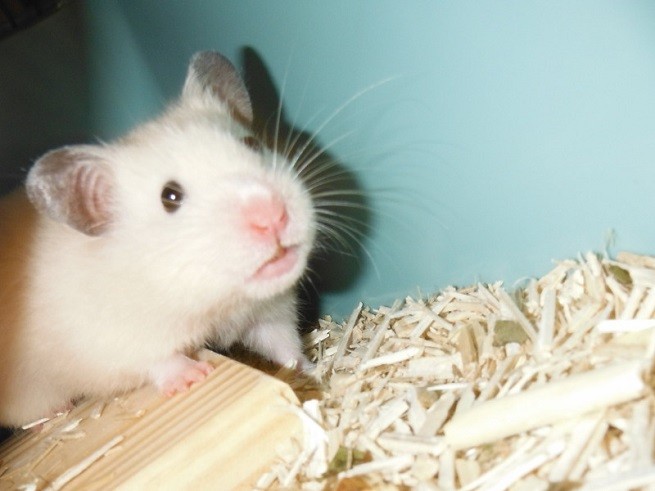 Gabbie per criceti: aggiornamenti e cambiamenti in corso - Petsblog
