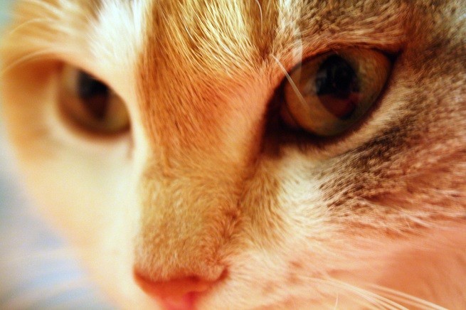 Uveite anteriore nel gatto: sintomi e complicazioni - Petsblog