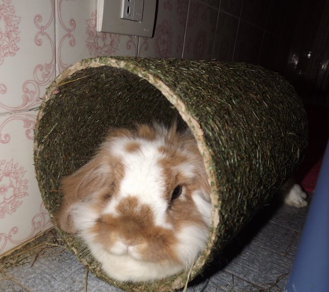 Il coniglio è un animale pigro? - Petsblog