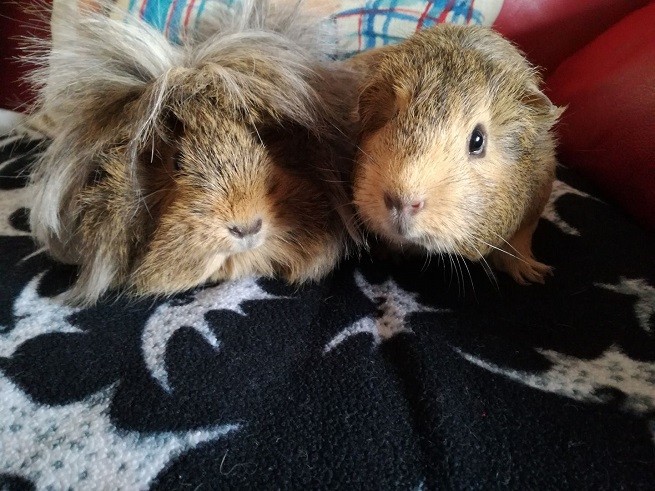 Vita di una cavia solitaria - Petsblog