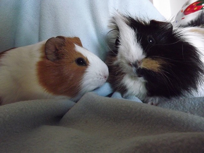 La stressante vita di una cavia: come si rilassa - Petsblog