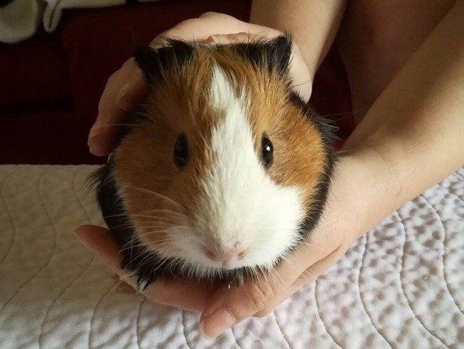 Posso educare una cavia? - Petsblog