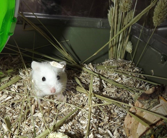Il criceto è un animale ordinato? - Petsblog