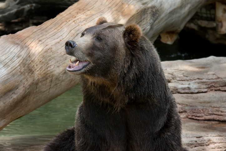 Animali che si svegliano dal letargo in primavera - Petsblog