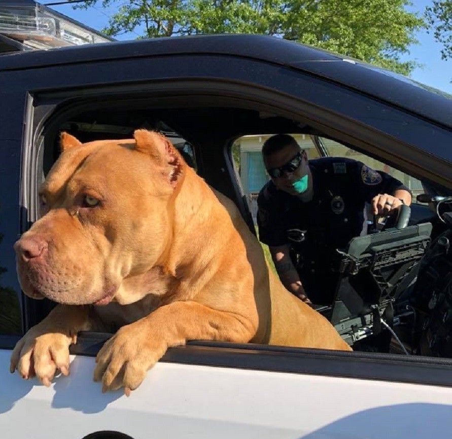 Il "Pitbull feroce" che in realtà è un coccolone - Petsblog