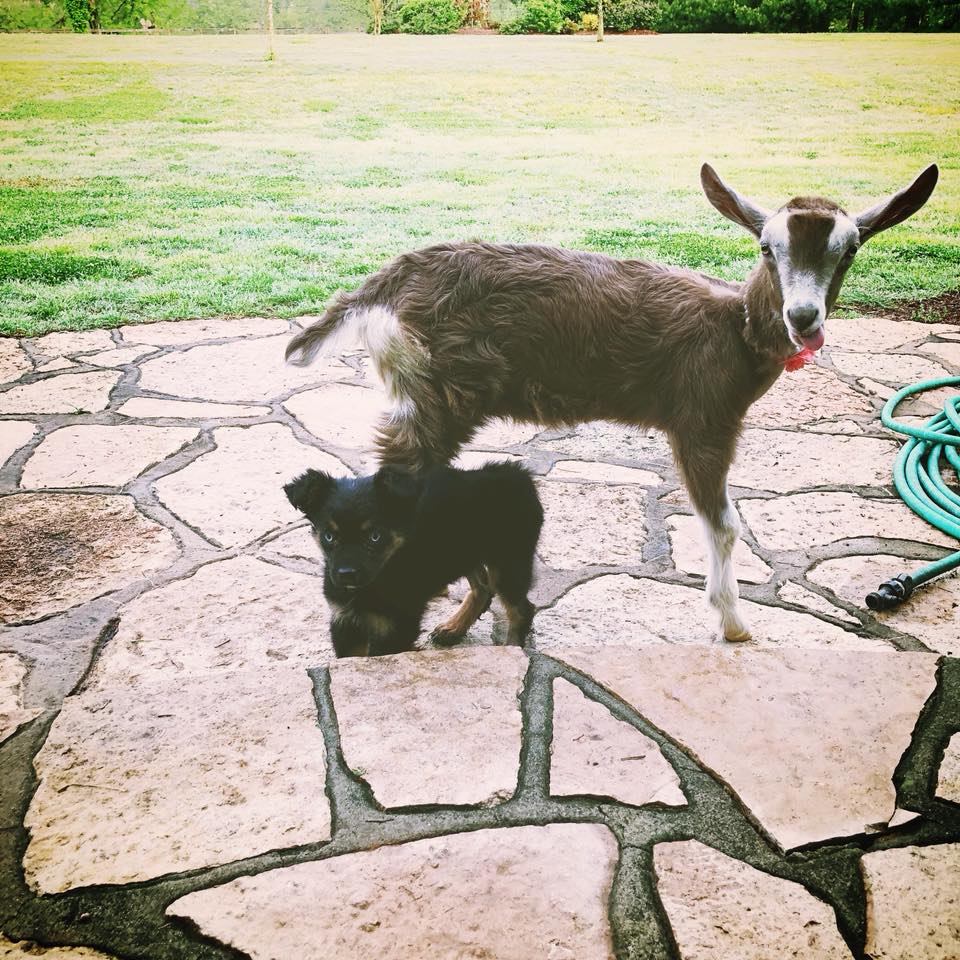 La speciale amicizia fra un cucciolo a due zampe e la capra a tre zampe ...