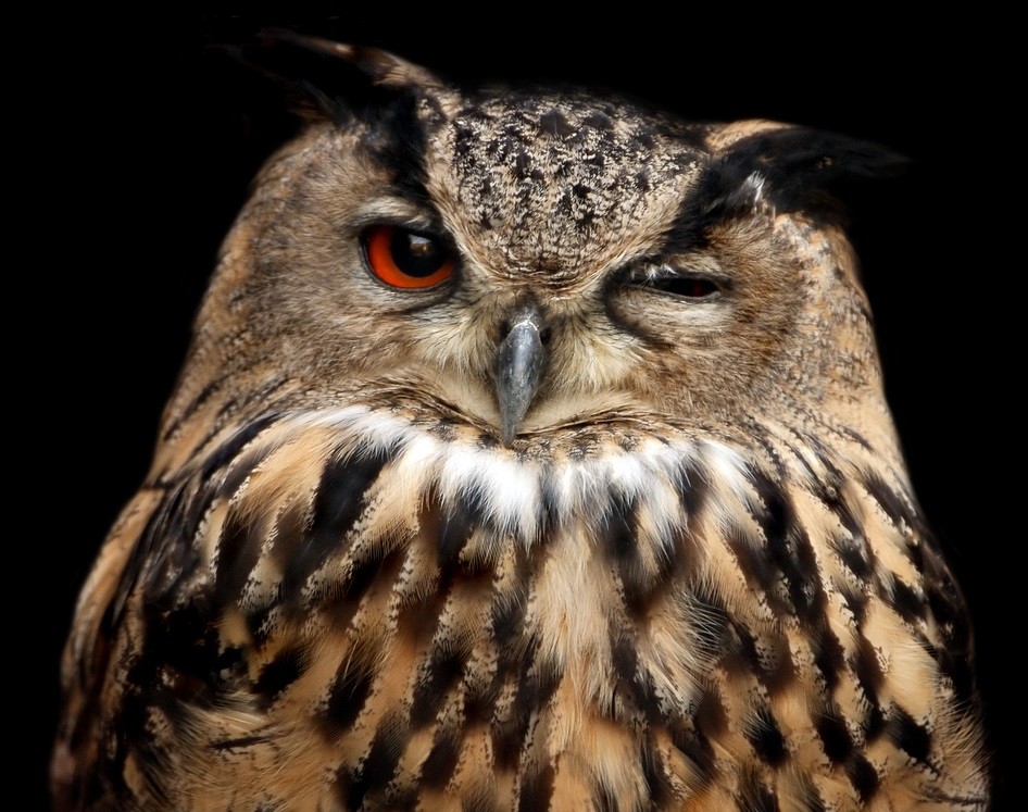 Questo gufo è proprio come quello di Harry Potter - Petsblog