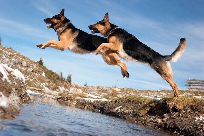 Piodermite nel cane da Stafilococco Multiresistente (MRS): la ...