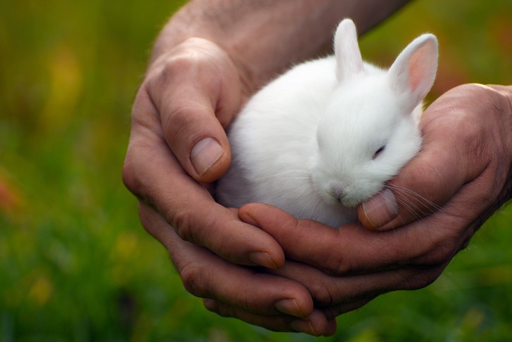 Quanto dormono i conigli - Petsblog