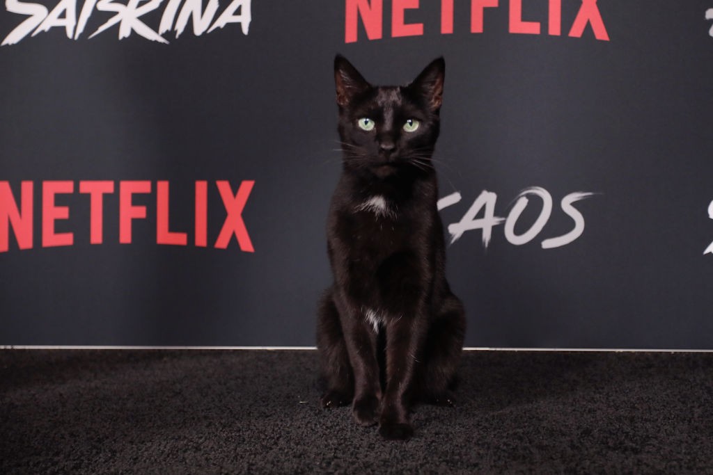 Sabrina vita da strega, il gatto Salem sul red carpet della serie ...