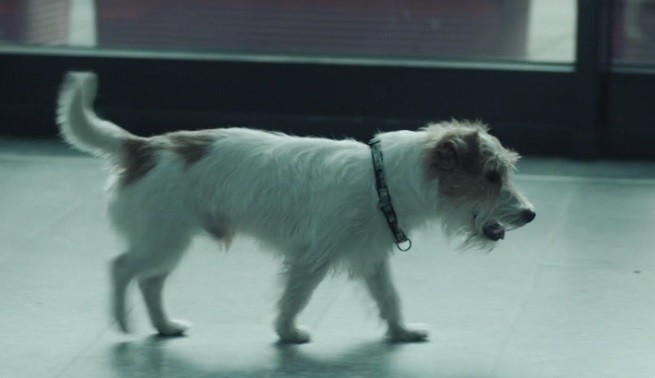 Cane di Rocco Schiavone: che razza è? - Petsblog