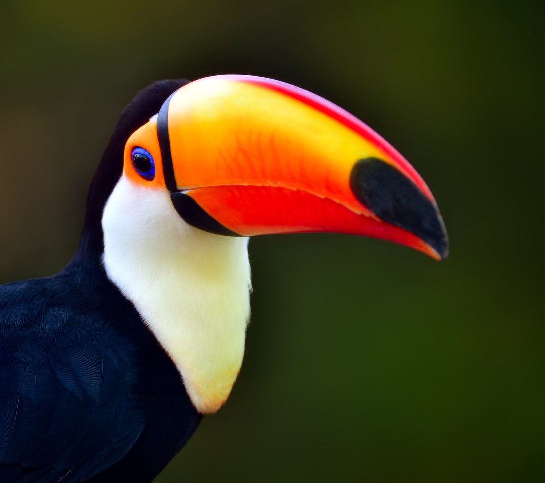 Il video del tucano che adora le coccole - Petsblog