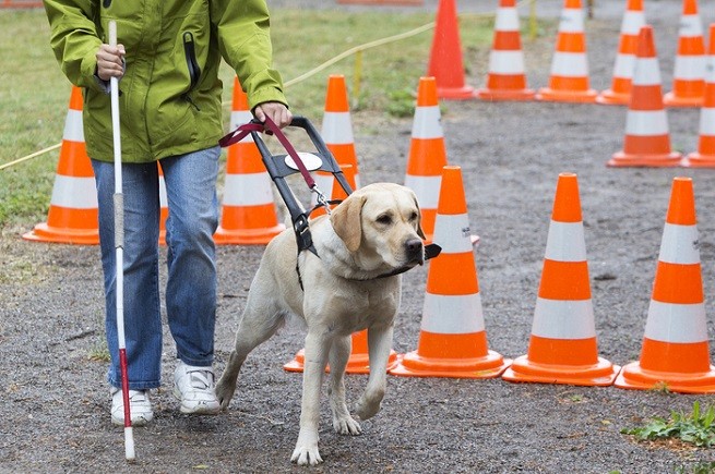 Prete rifiuta un cane guida in Chiesa - Petsblog
