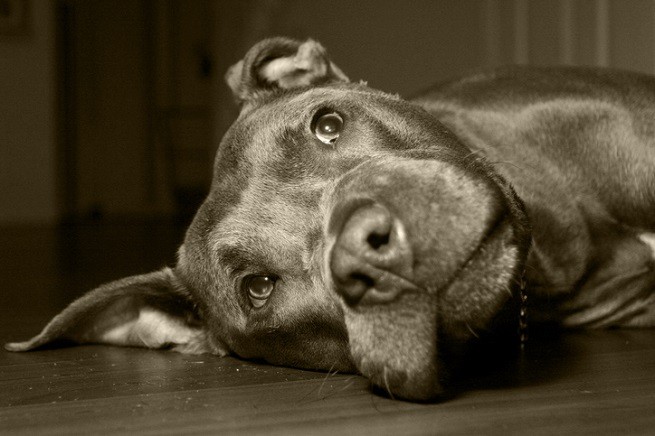 Kerion nel cane: sintomi della dermatofitosi nodulare - Petsblog