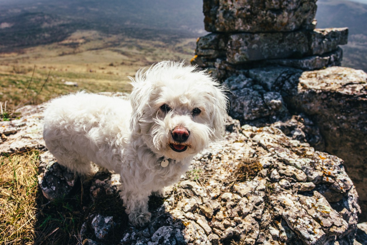 White Shaker Syndrome nei cani bianchi: cause, sintomi e terapia - Petsblog