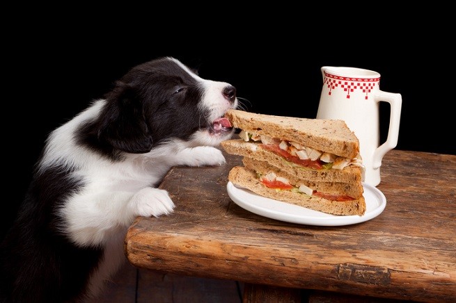 Alda D’Eusanio e il cane mangiano dallo stesso piatto, video - Petsblog