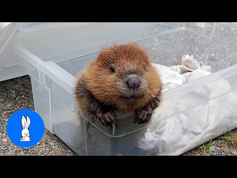 Il video dei baby castori che vi conquisterà - Petsblog